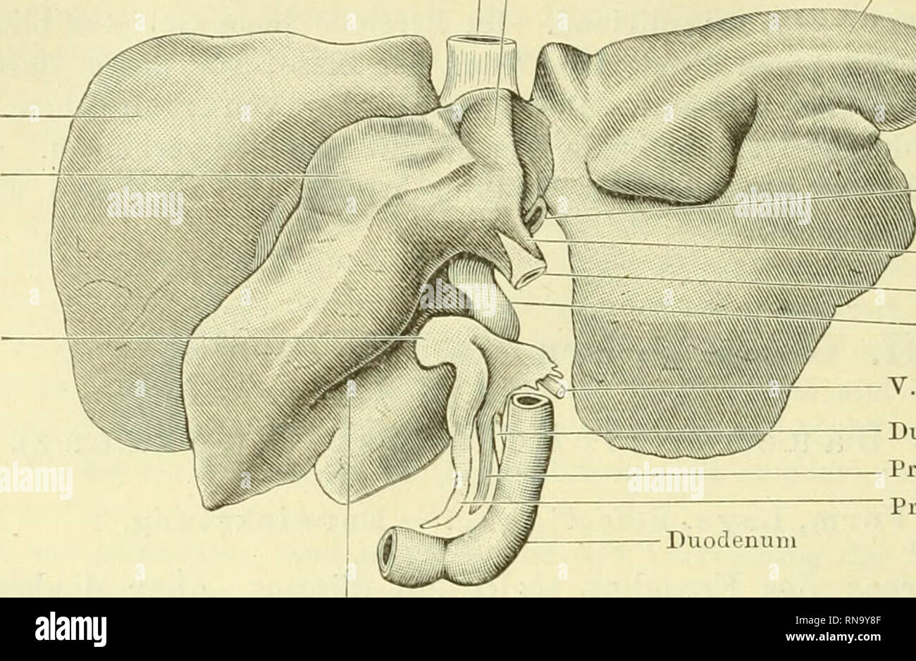 . Anatomie des Frosches. Frogs; Amphibians. 108 Pankreas. secunda ...