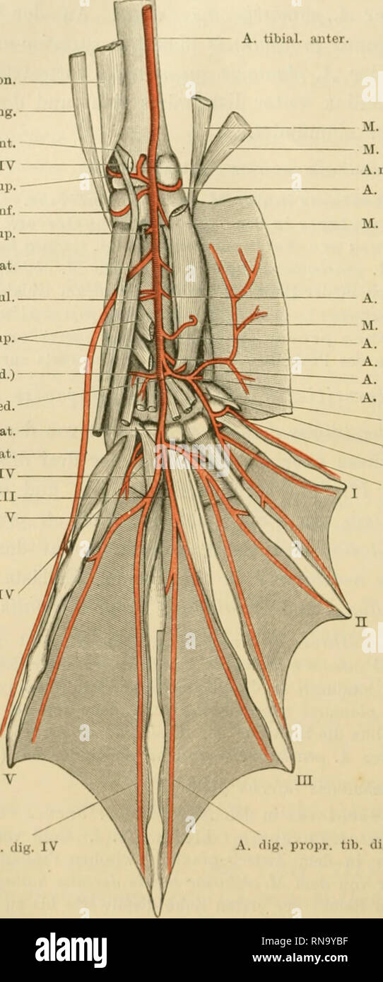 . Anatomie des Frosches. Frogs; Amphibians. 370 '^- «lorsalis pedis. y ...