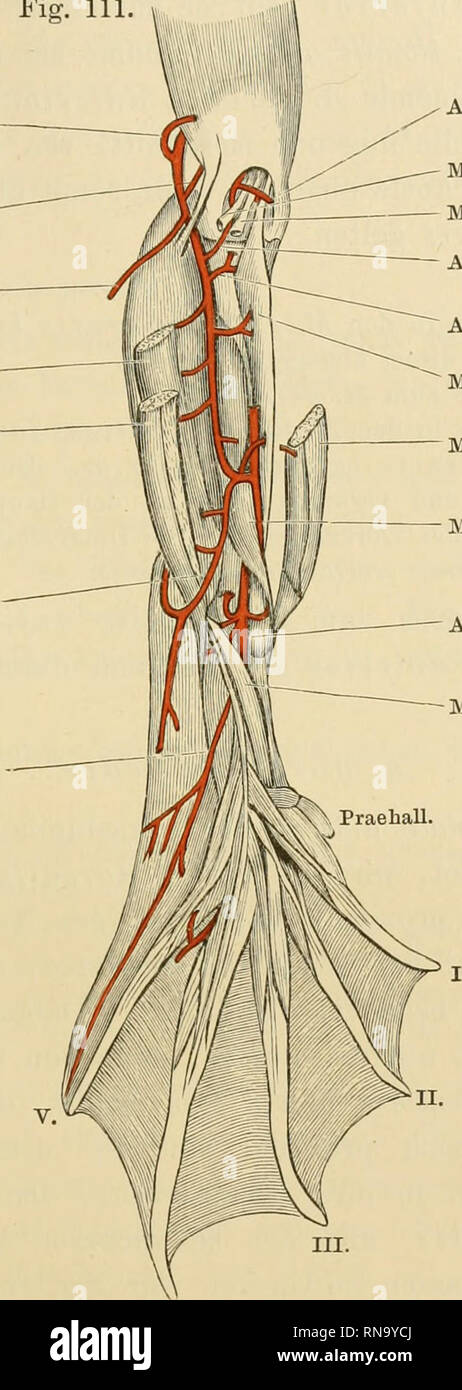 . Anatomie des Frosches. Frogs; Amphibians. A. tibialis anterior. 357 Ä ...