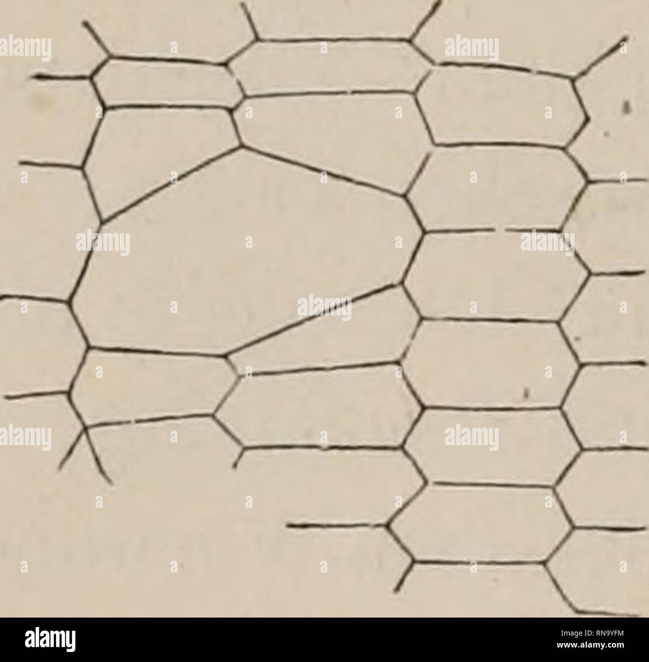 . Anatomie und physiologie der holzpflanzen. Dargestellt in der ...