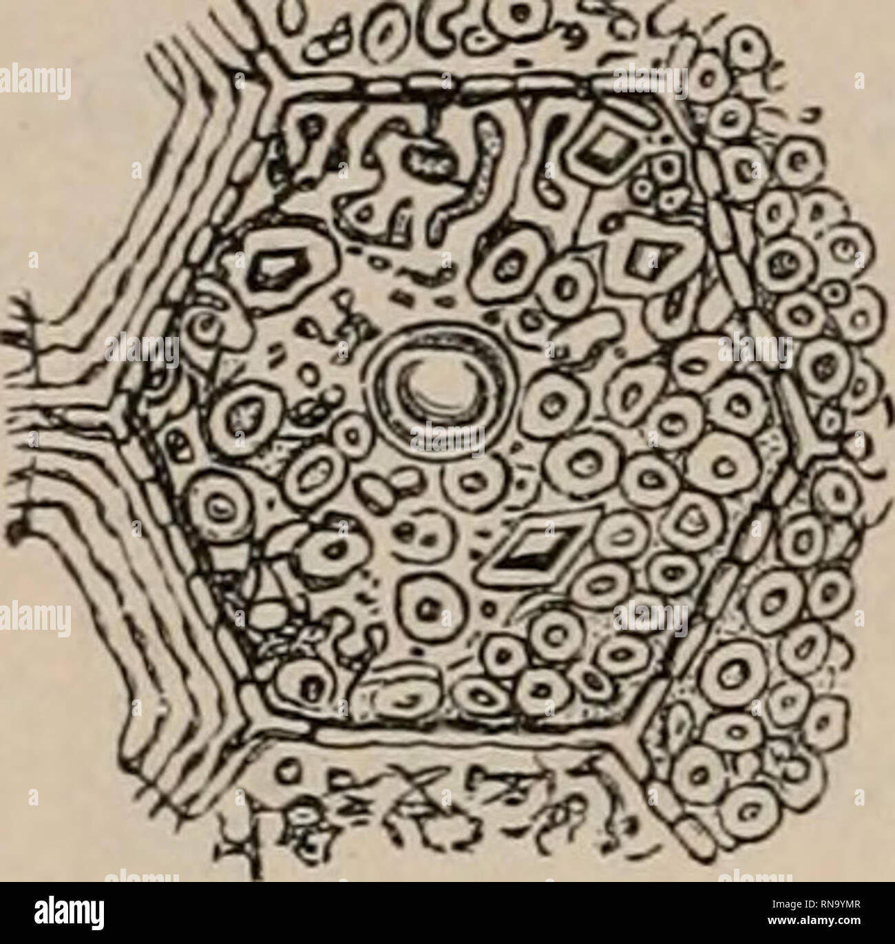 Zellgewebe High Resolution Stock Photography and Images - Alamy