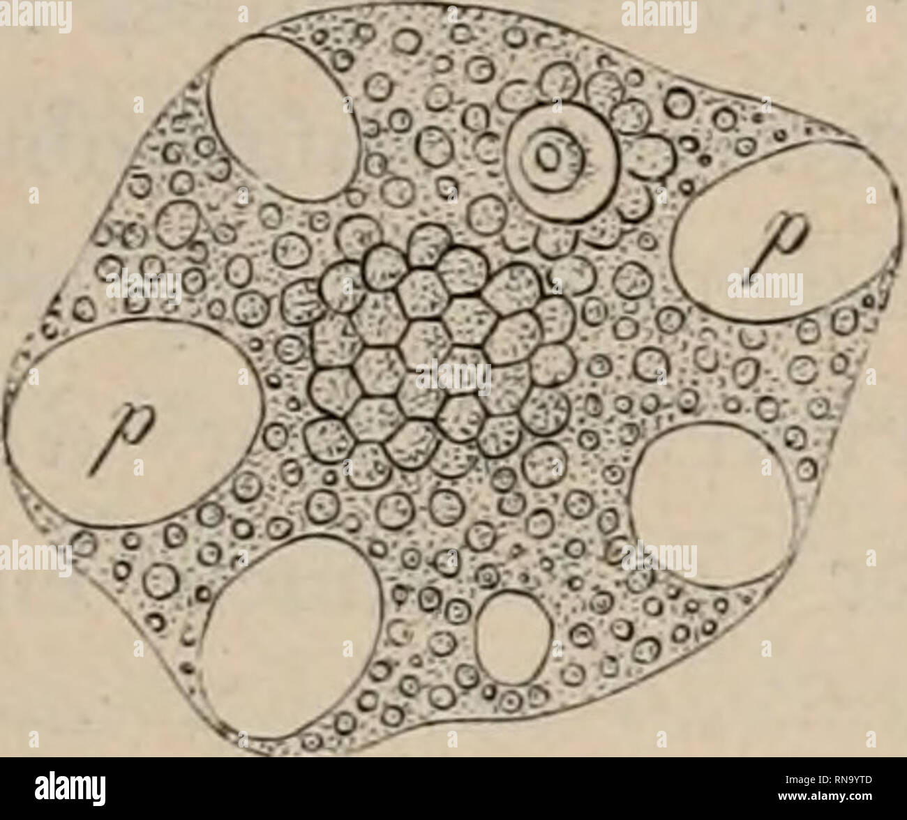 Anatomie der pflanzenzelle hi-res stock photography and images - Alamy