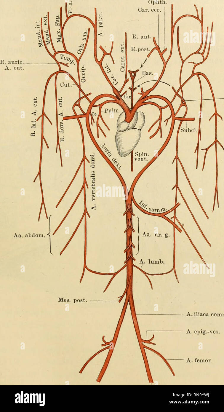 Arterien schematische darstellung hi-res stock photography and images ...