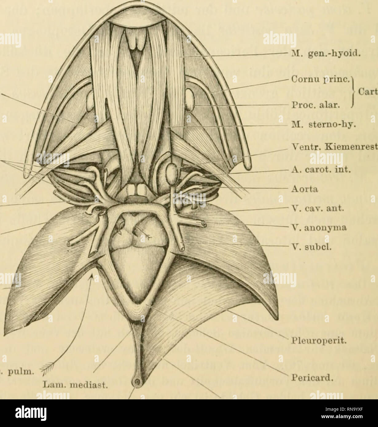 . Anatomie des Frosches. Frogs; Amphibians. 272 l'ericardiuiii. om ...