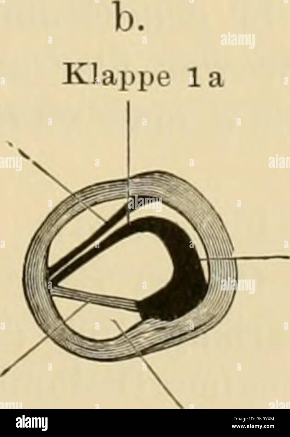 . Anatomie des Frosches. Frogs; Amphibians. Klappe 3 ventral bulbi ...
