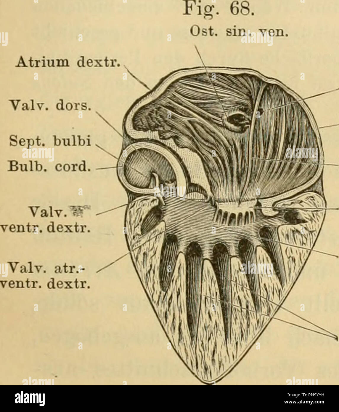 . Anatomie des Frosches. Frogs; Amphibians. Herz. 255 Ostium sinus ...