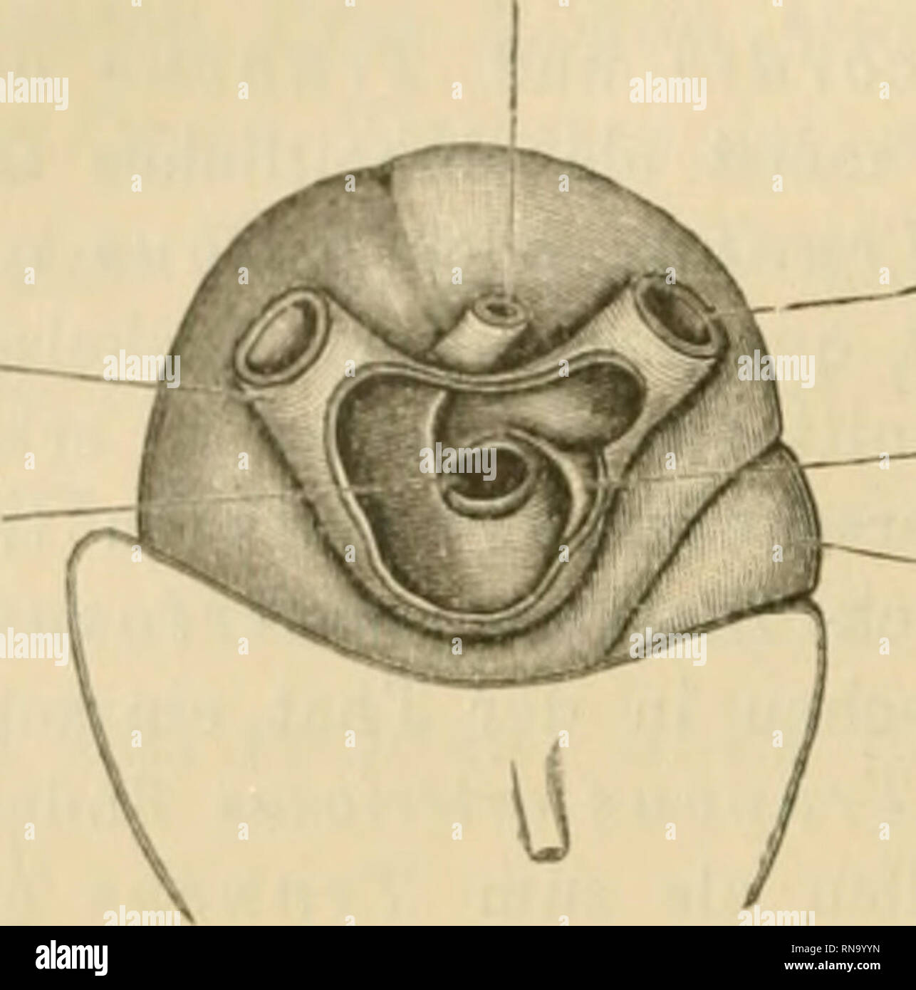 . Anatomie des Frosches. Frogs; Amphibians. 254 Herz. posterior (s ...