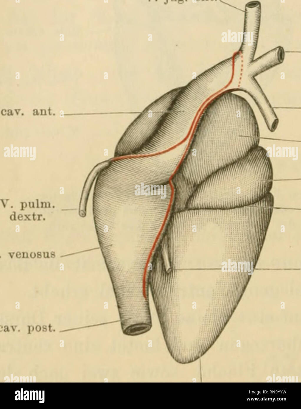 . Anatomie des Frosches. Frogs; Amphibians. 250 Herz. Fig. GG. V. jug ...