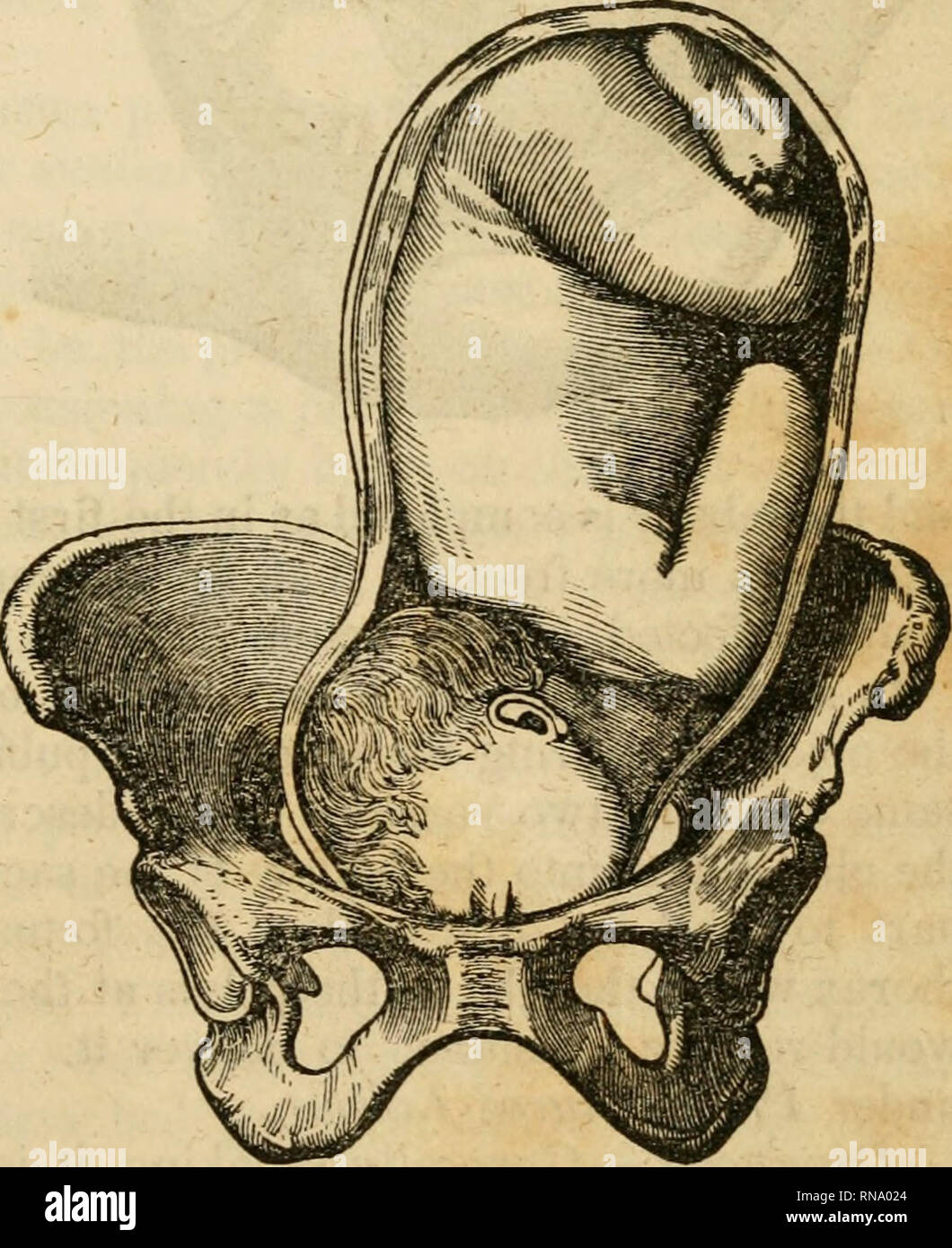 Vertex (anatomy) hi-res stock photography and images - Alamy