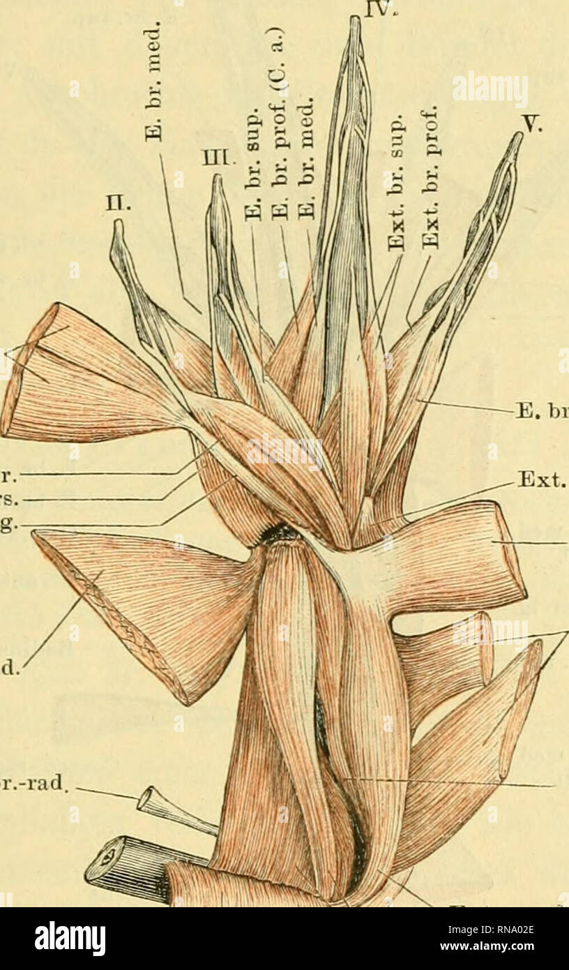 Finger anatomie hi-res stock photography and images - Alamy