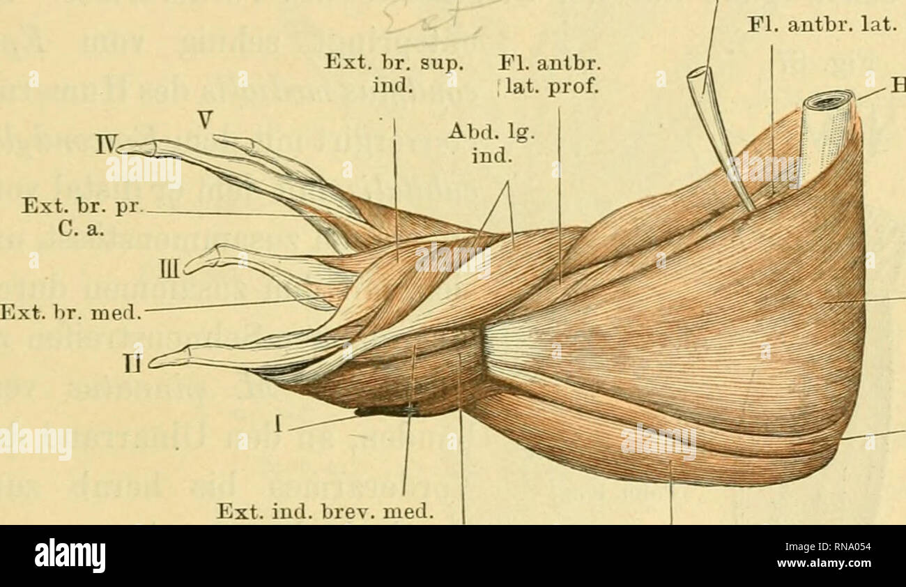 Ulna anatomie hi-res stock photography and images - Alamy
