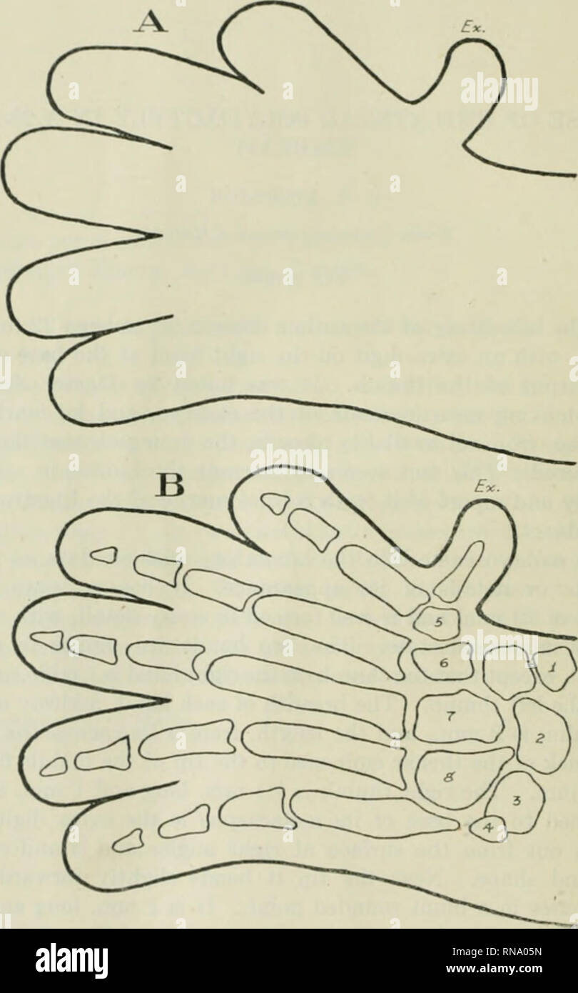 . The anatomical record. Anatomy; Anatomy. 314 p. E. I.INEBACK. Fig. 1 ...