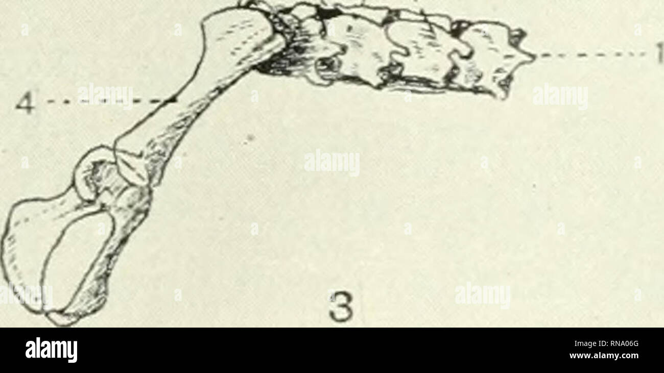 . The anatomical record. Anatomy; Anatomy. Fig. 1 Rat No. 1, ventral ...