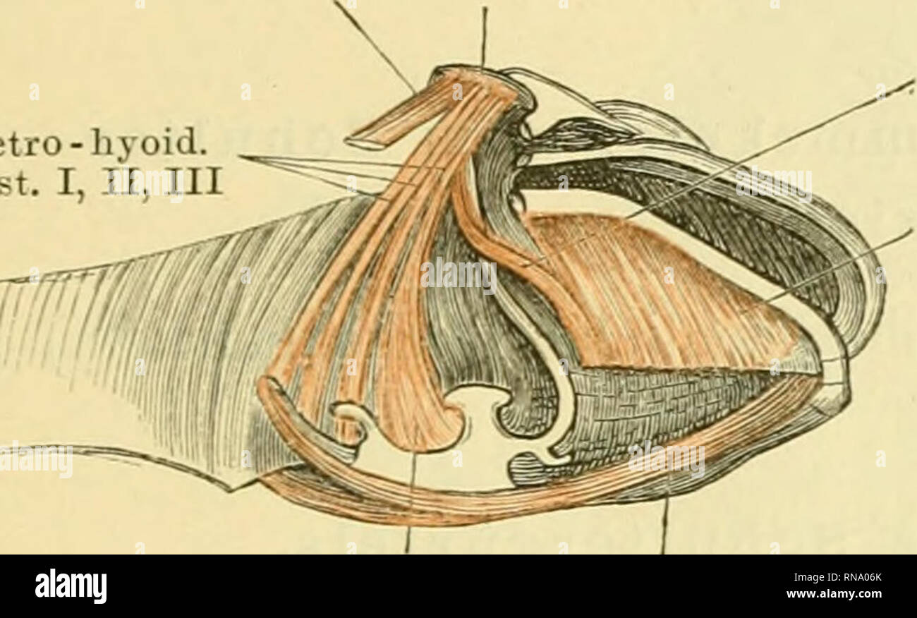 Cucullaris High Resolution Stock Photography and Images - Alamy