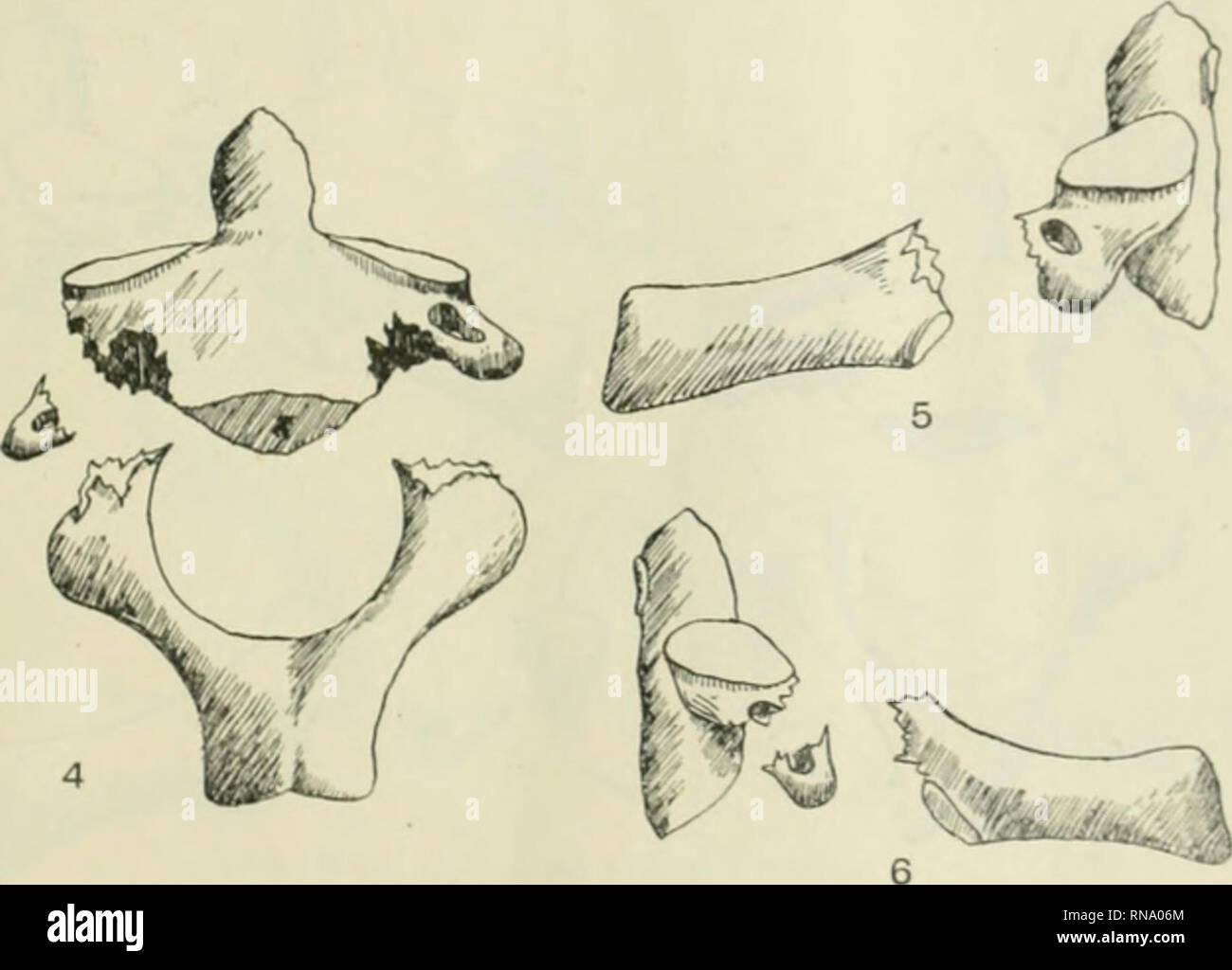 . The anatomical record. Anatomy; Anatomy. THE FRACTXJHE OF THE ...
