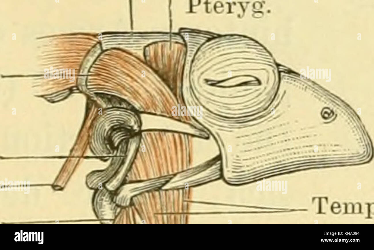 . Anatomie des Frosches. Frog; Amphibians. Muskeln des Kopfes und der ...