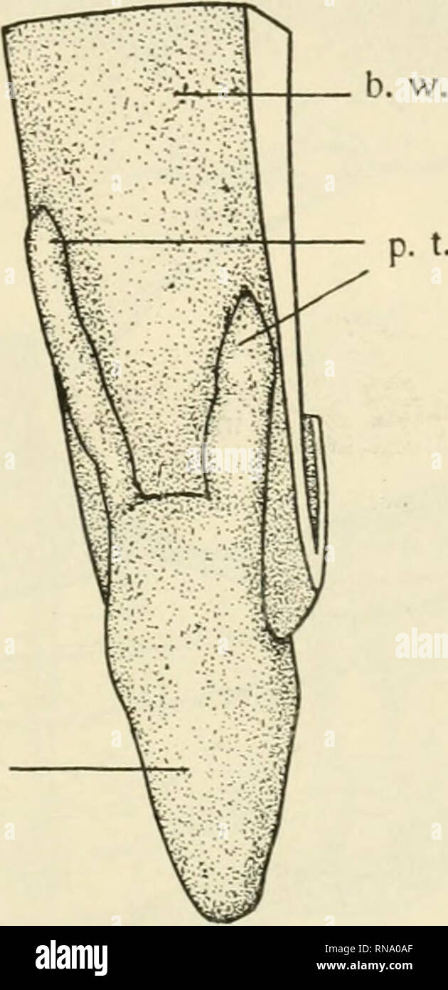 . The anatomical record. Anatomy; Anatomy. HYPOPHYSIS OF TAILED ...