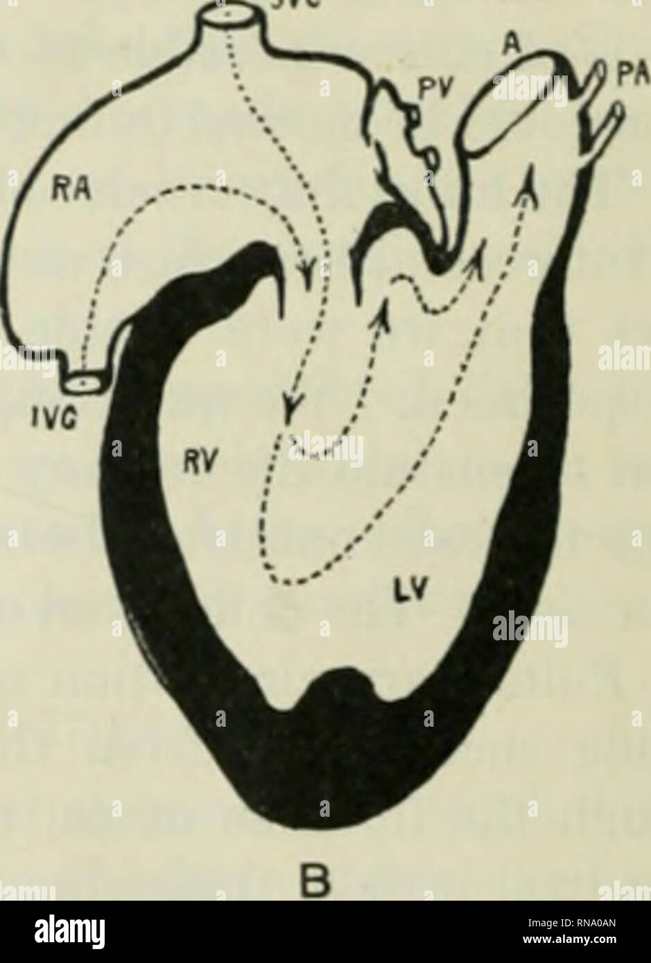 . The anatomical record. Anatomy; Anatomy. Fig. A Diagrammatic sketch ...