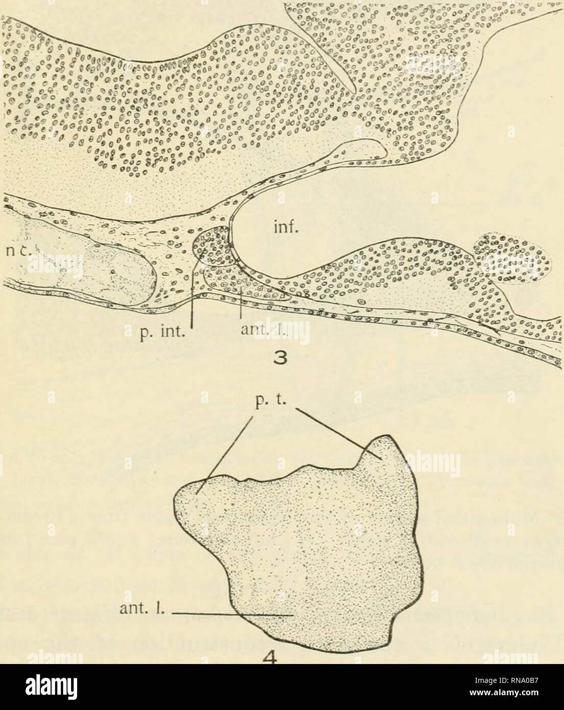 . The anatomical record. Anatomy; Anatomy. HYPOPHYSIS OF TAILED ...