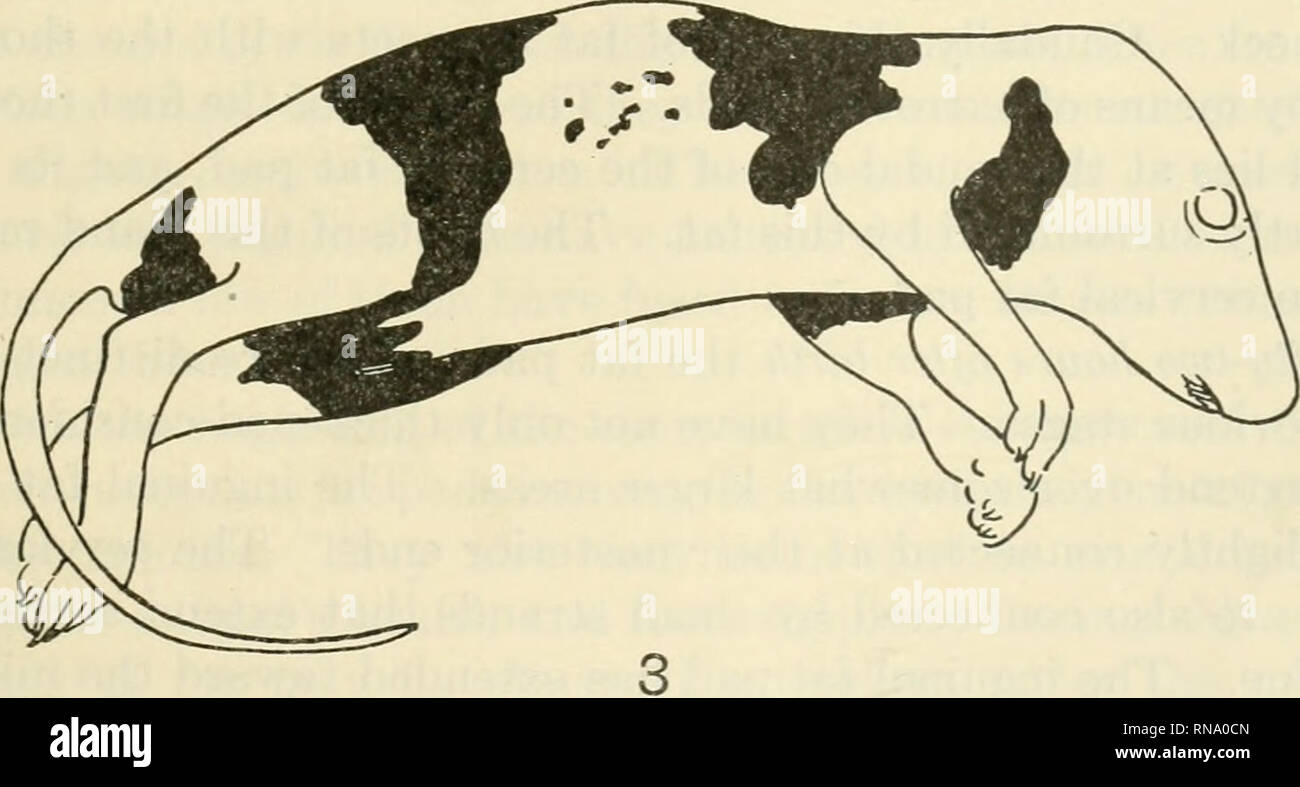 . The anatomical record. Anatomy; Anatomy. Fig. 1 shows the ...