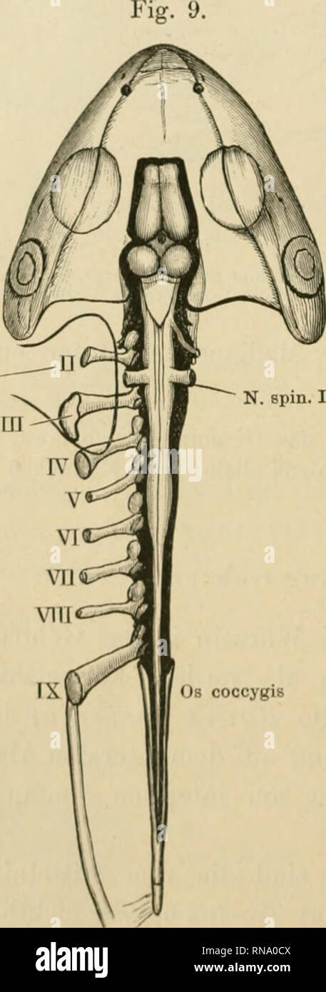 N trochlearis hi-res stock photography and images - Alamy