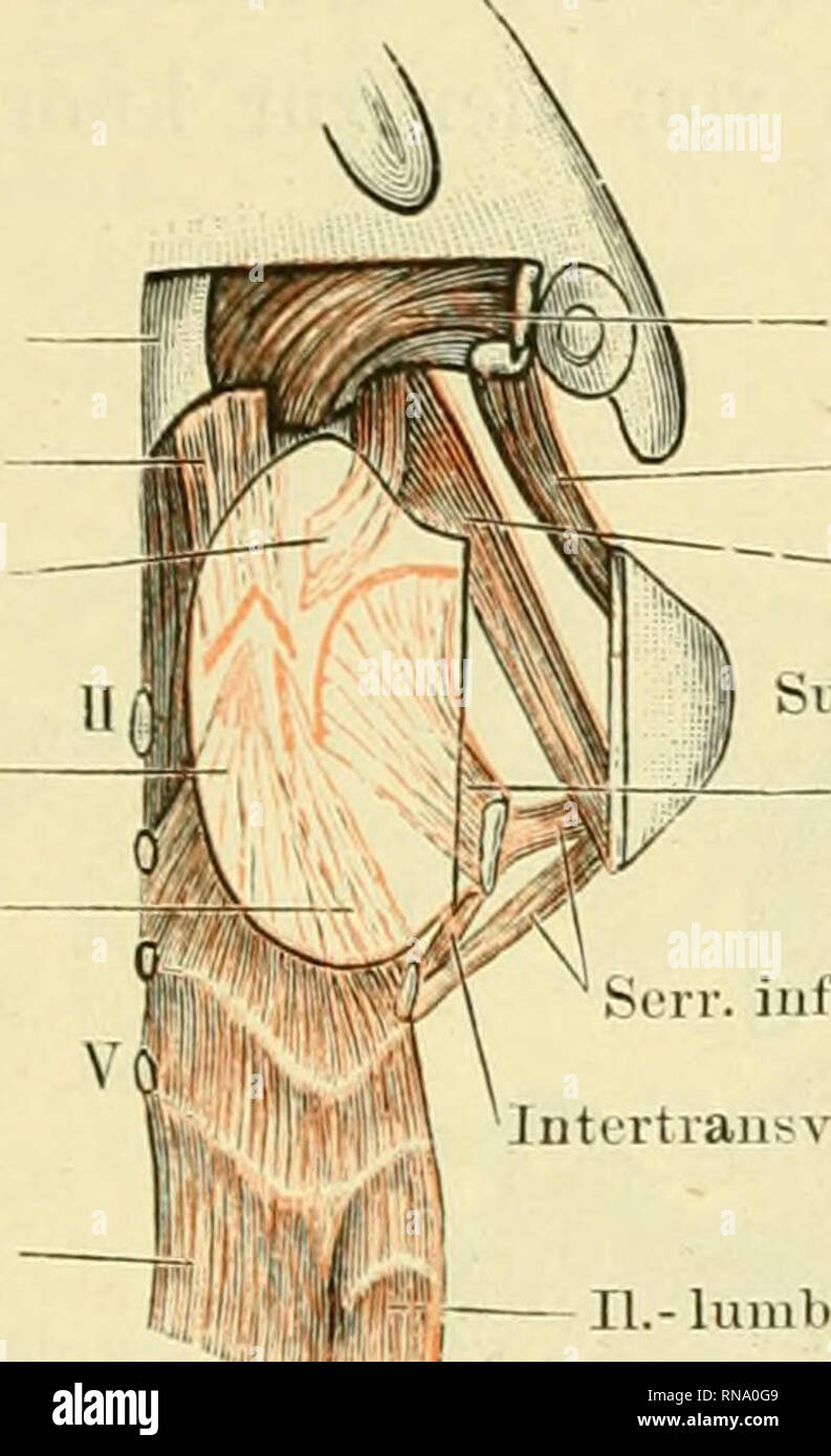 M latissimus dorsi hi-res stock photography and images - Alamy