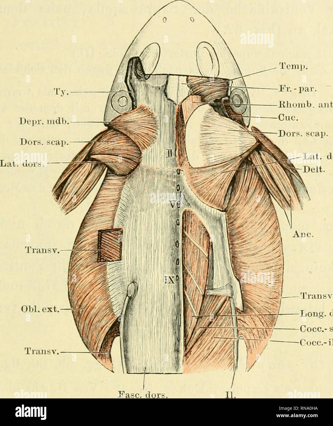 Lumbodorsal Fascia Frog