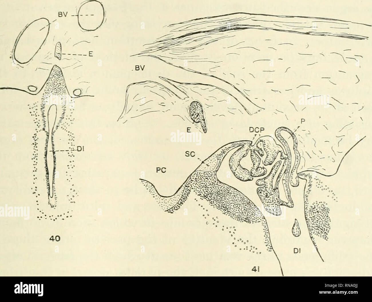 . The anatomical record. Anatomy; Anatomy. PARAPHYSIS AND PINEAL REGION ...