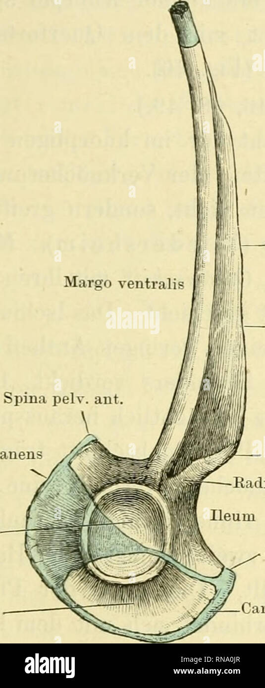 . Anatomie des Frosches. Frog; Amphibians. Skelet der hinteren ...