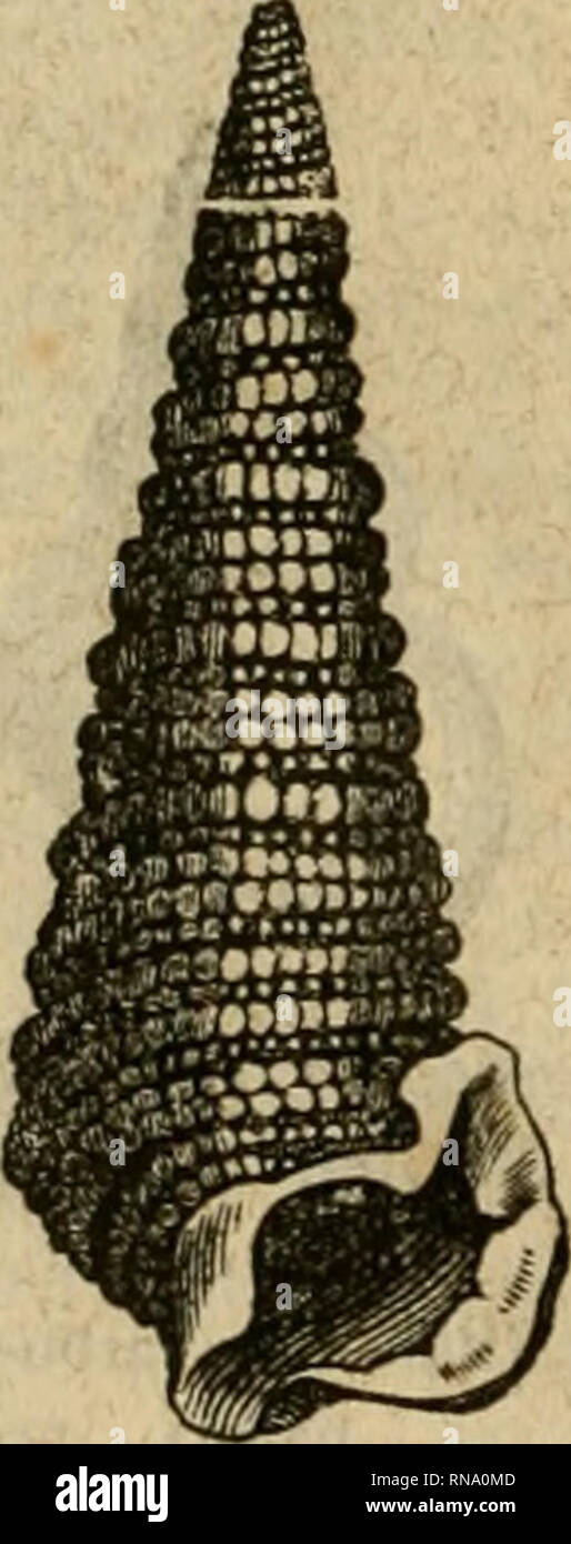 Pica turbo hi-res stock photography and images - Alamy