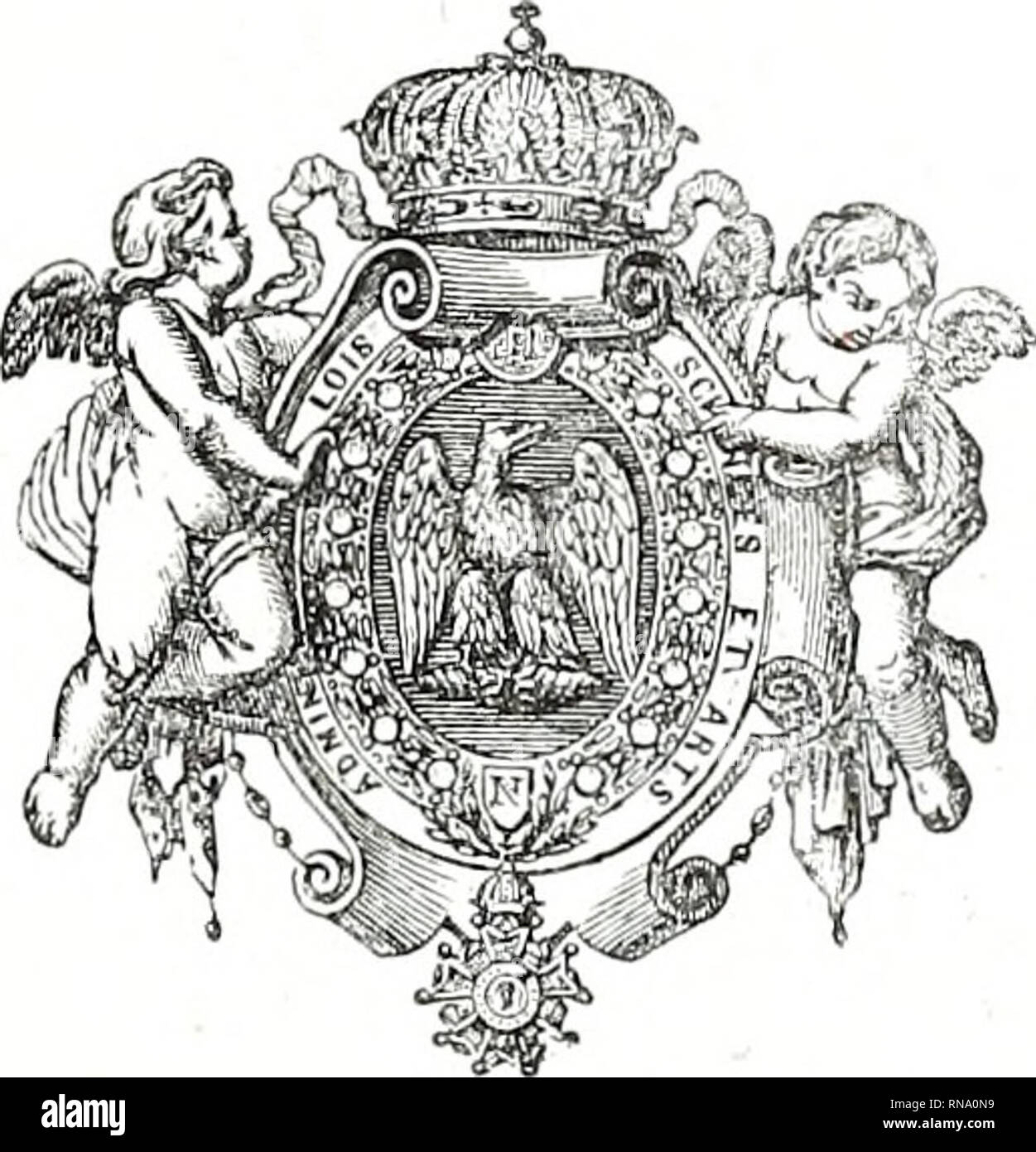 Galeodes hi-res stock photography and images - Alamy