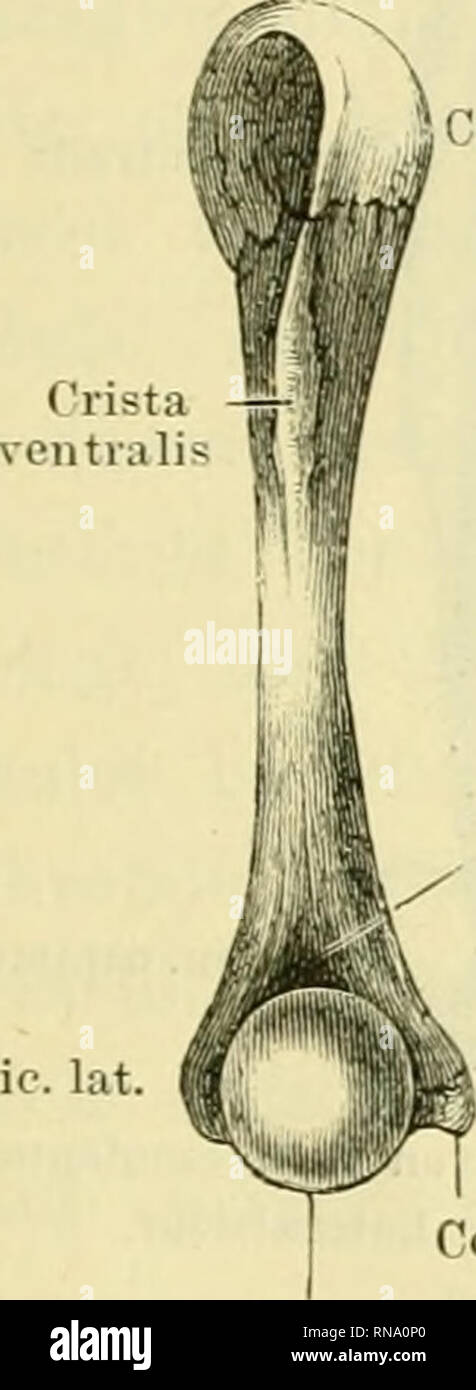 Anatomie des armes hi-res stock photography and images - Alamy