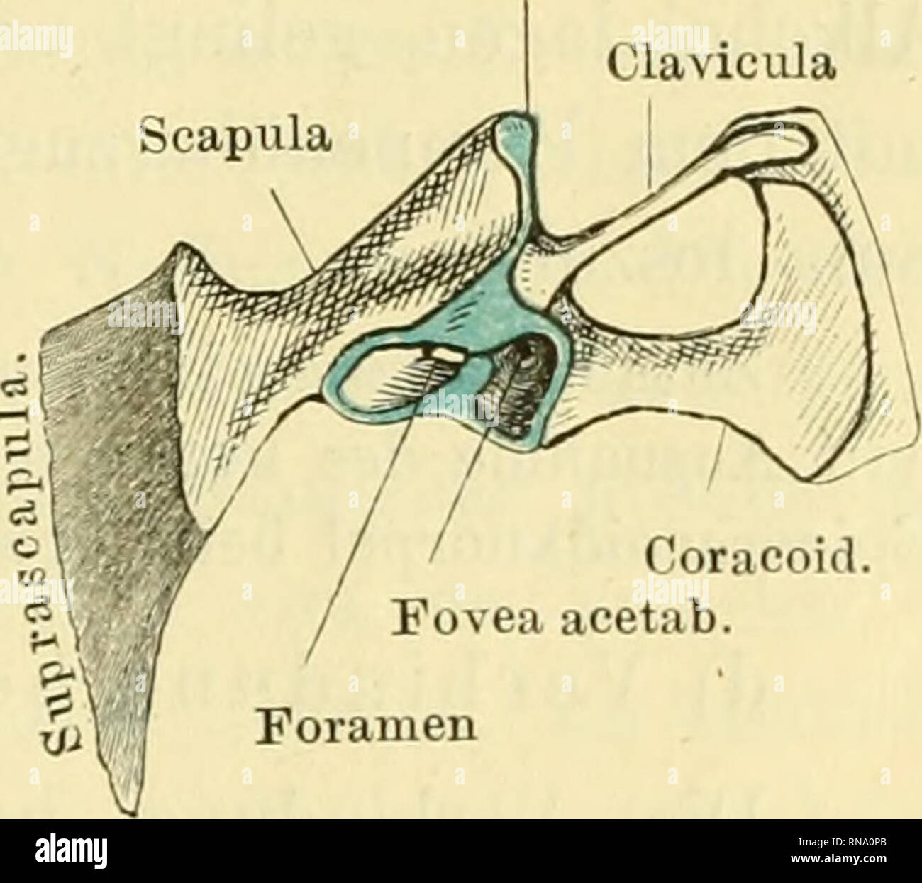 . Anatomie des Frosches. Frog; Amphibians. Pars Synchondrosis ...