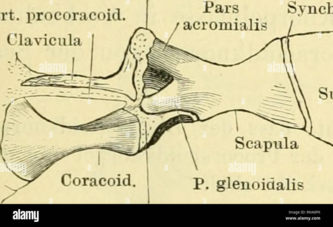 . Anatomie des Frosches. Frog; Amphibians. Skelet der vorderen ...
