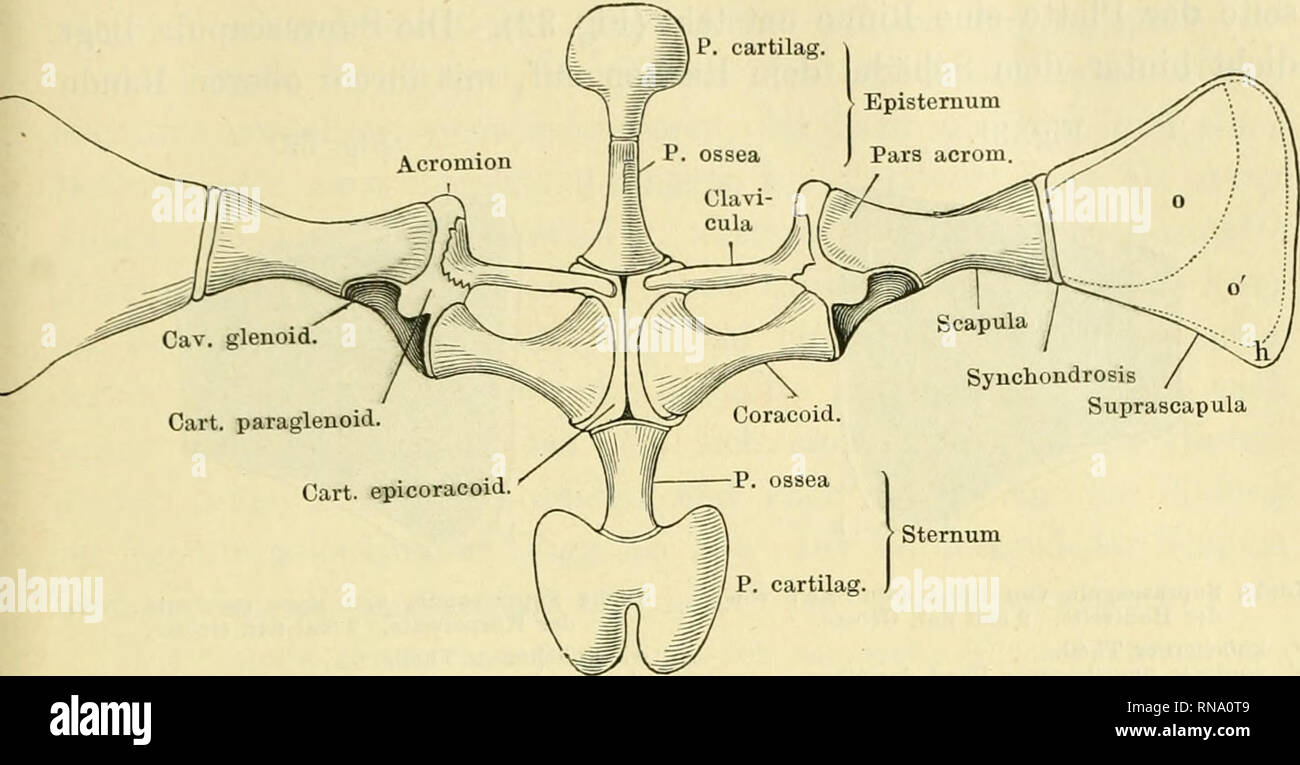 . Anatomie des Frosches. Frog; Amphibians. Skelet der vorderen ...