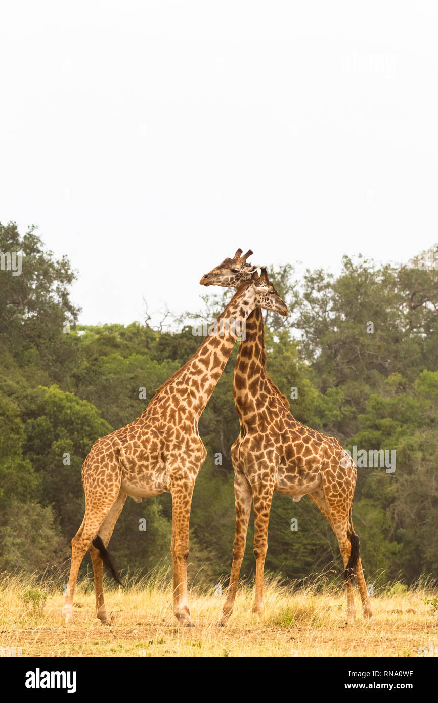 The battle of giraffes in the savannah. Kenya, Africa Stock Photo - Alamy