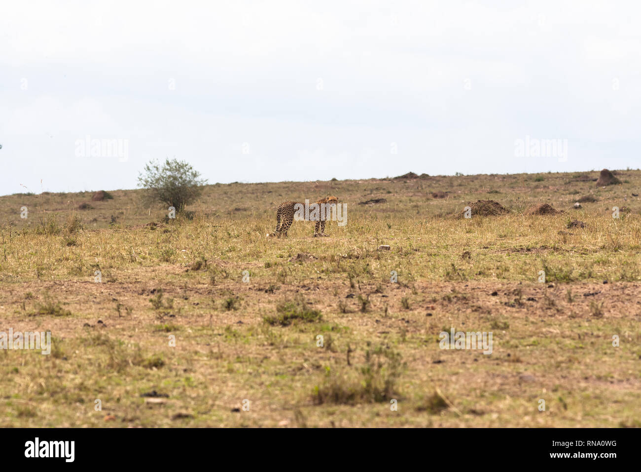 The cheetah with a small impala. A cat is always a cat. Masai Mara ...
