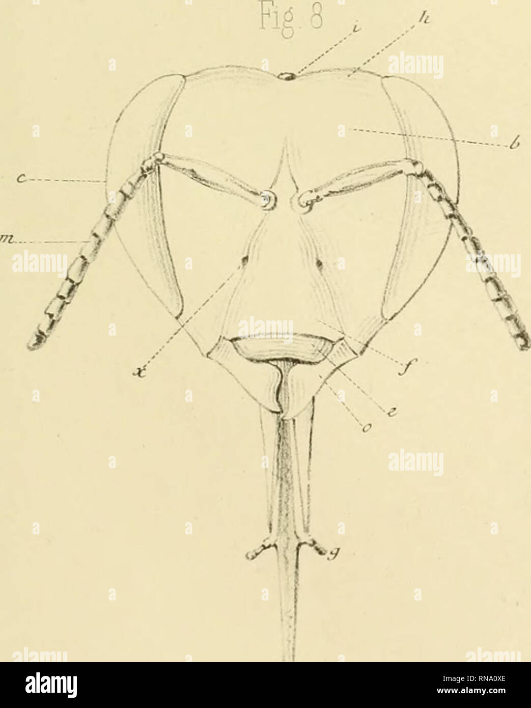 Anatomie et physiologie hi-res stock photography and images - Alamy