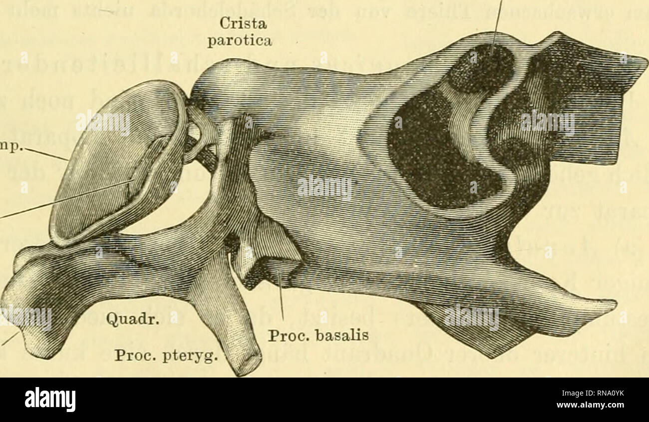 Perilymph hi-res stock photography and images - Alamy