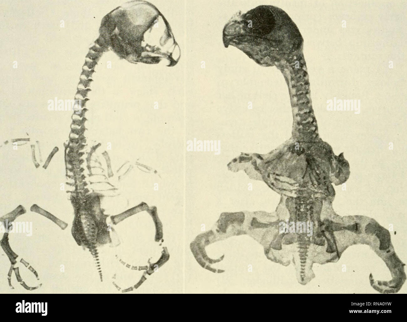 . Analysis of development. Embryology; Embryology. 704 Teratogenesis ...