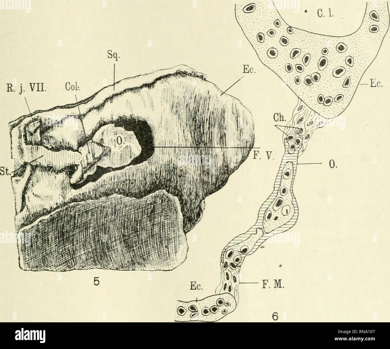 Ear wax anatomy hi-res stock photography and images - Alamy