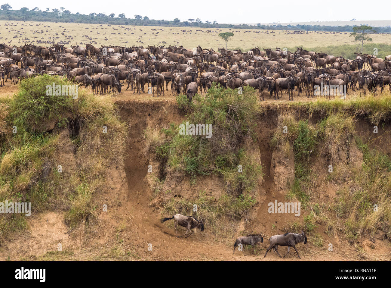 Large herds hi-res stock photography and images - Alamy
