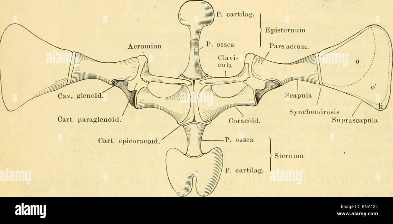 Anatomie des rumpfes hi-res stock photography and images - Alamy