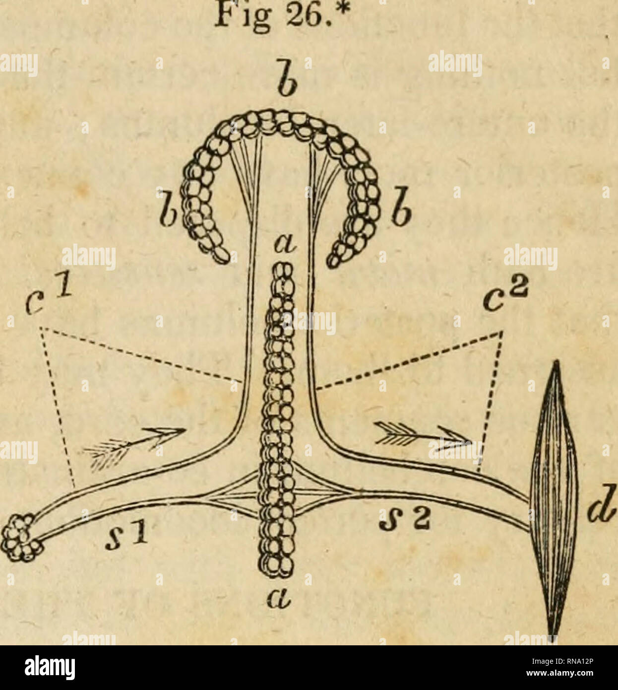 Excitability Anatomy