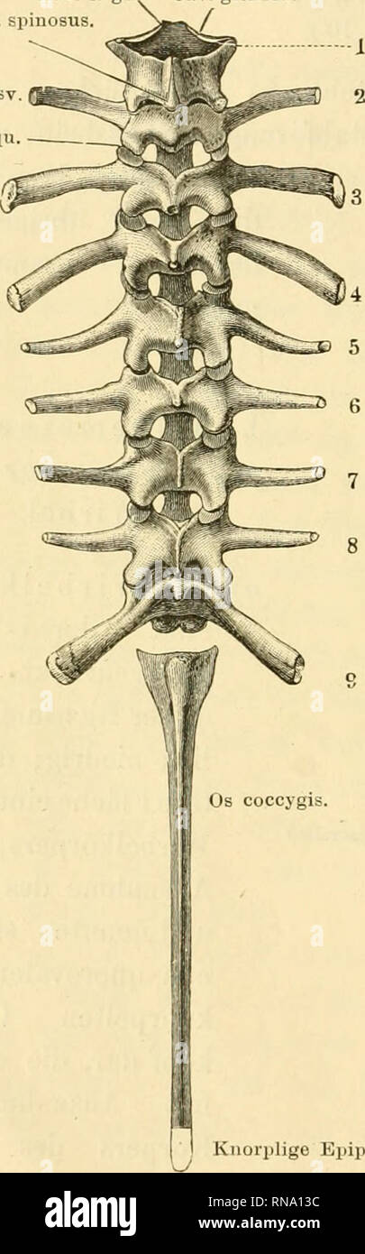 Anatomie des rumpfes hi-res stock photography and images - Alamy