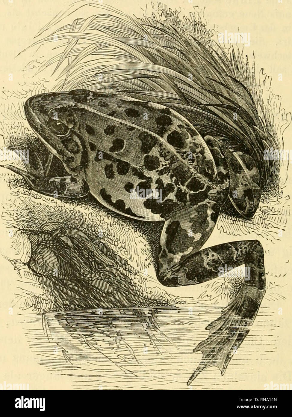 . Anatomie des Frosches. Frog; Amphibians. 8 'Einleitung. phalanx. Das ...