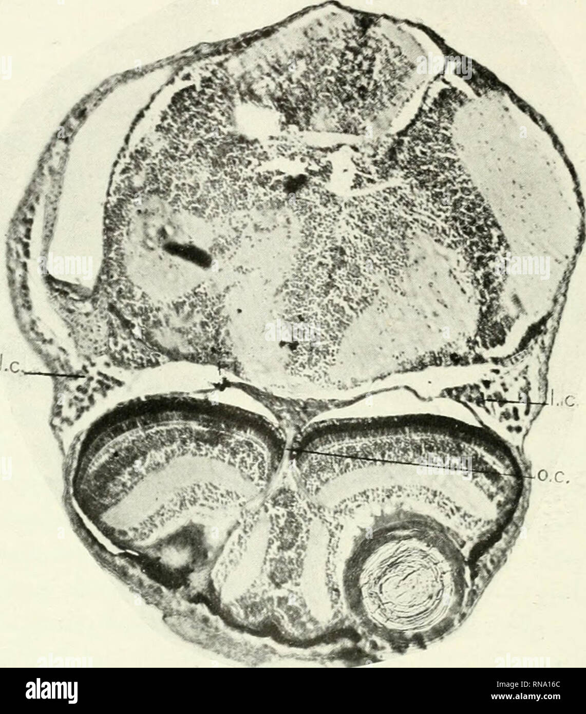 . The anatomical record. Anatomy; Anatomy. 544 E. I. WERBER. Fig. 24 ...