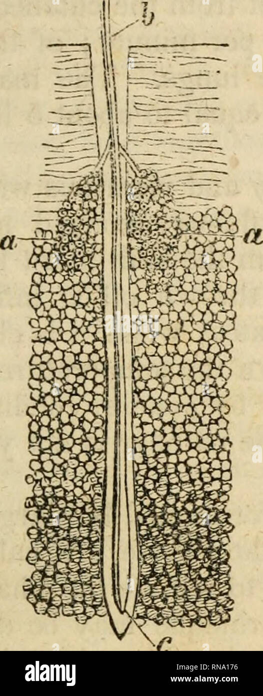 . An analytical compendium of the various branches of medical science ...