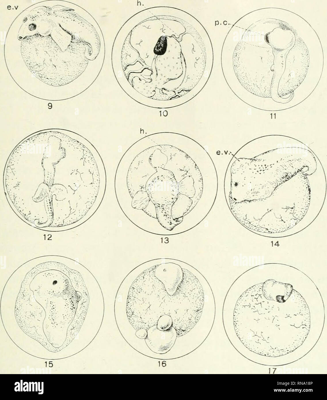 . The anatomical record. Anatomy; Anatomy. Fig. 9 Microphthalmic embryo ...