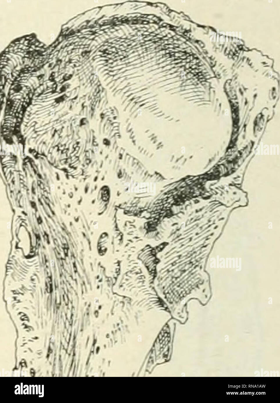 . The anatomical record. Anatomy; Anatomy. c' Fig. 24 Humeri sliowing ...
